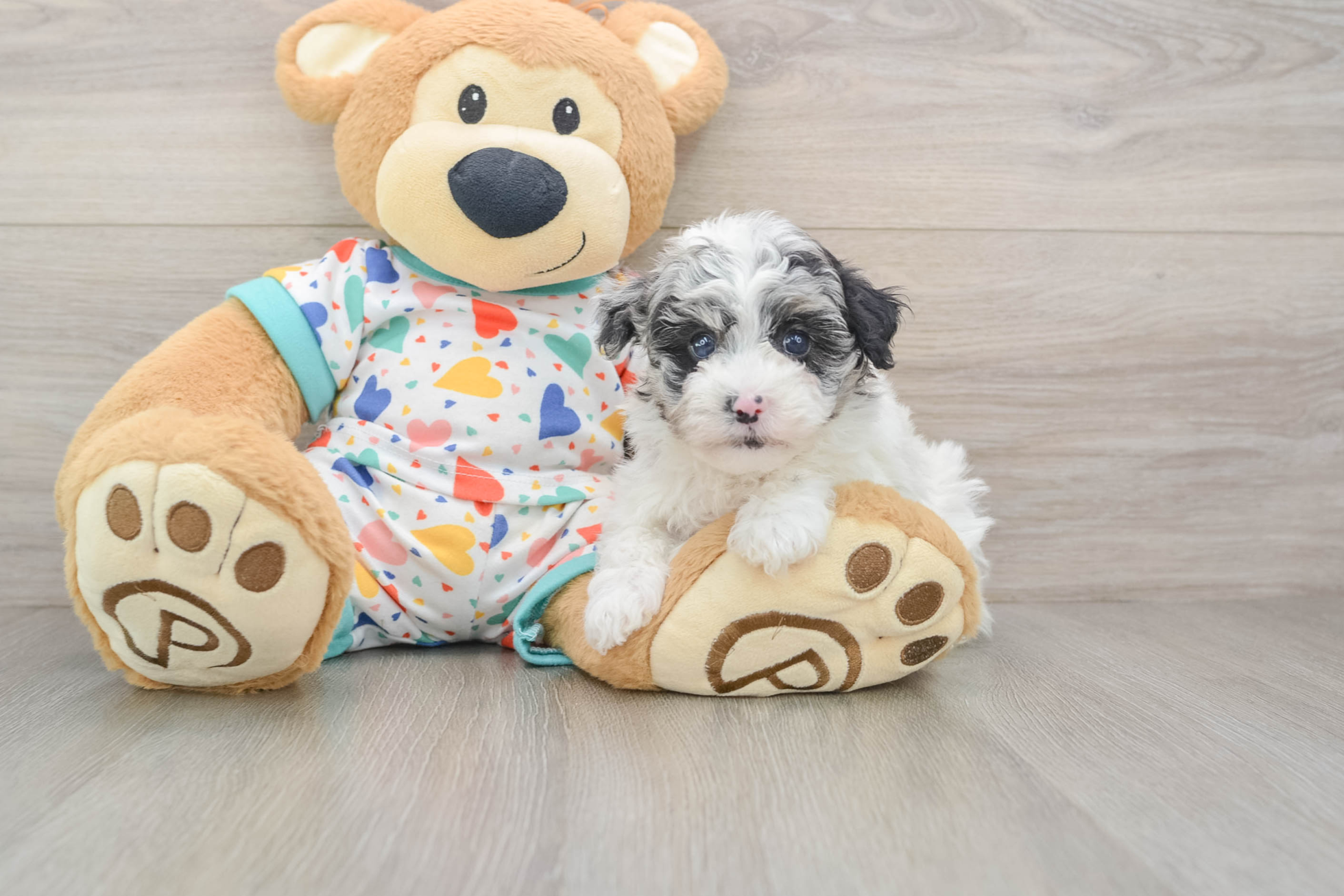 Friendly Havapoo Agave: 2lb 10oz Doodle Puppy