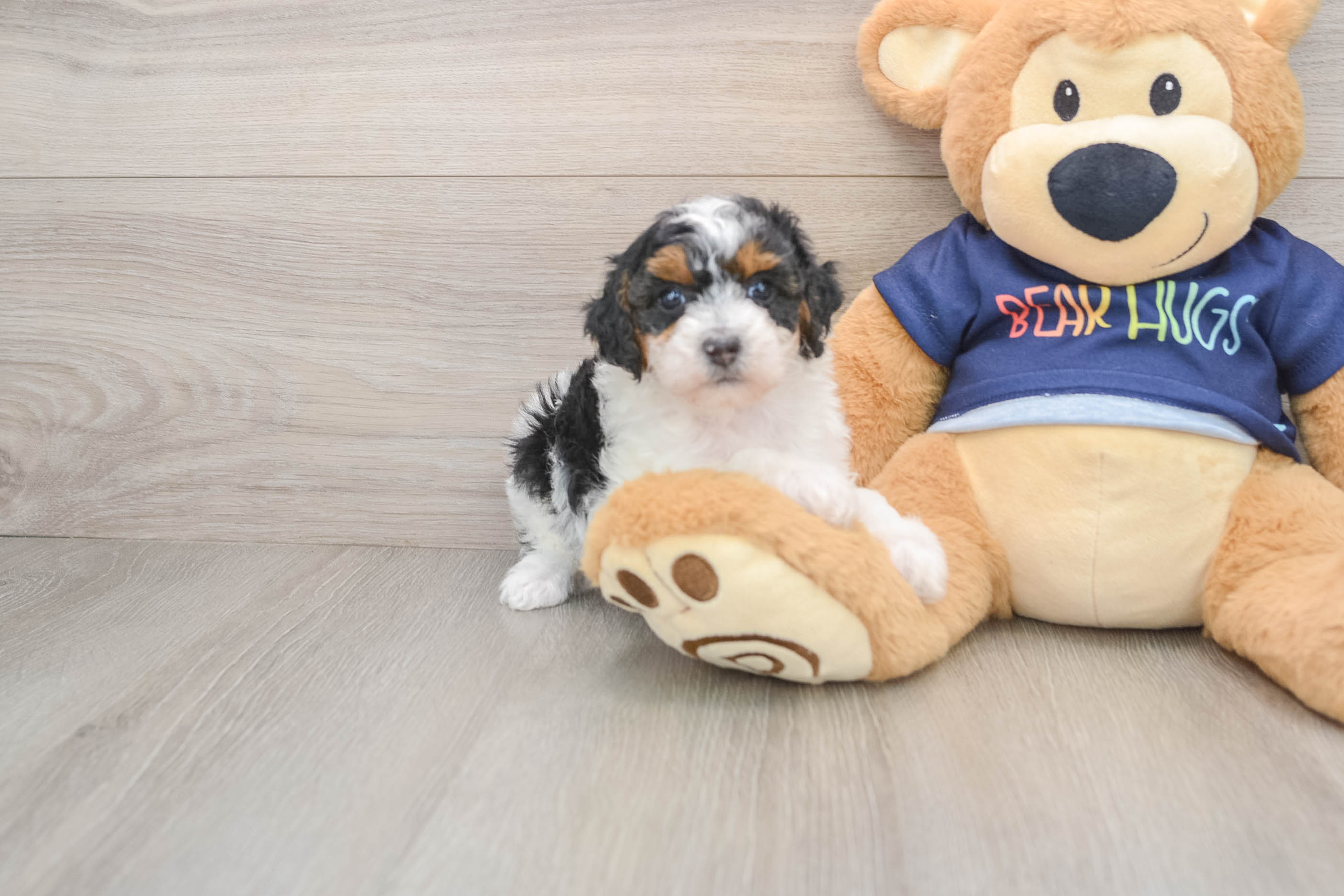 Smart Poodle Lolly: 4lb 5oz Purebred Puppy