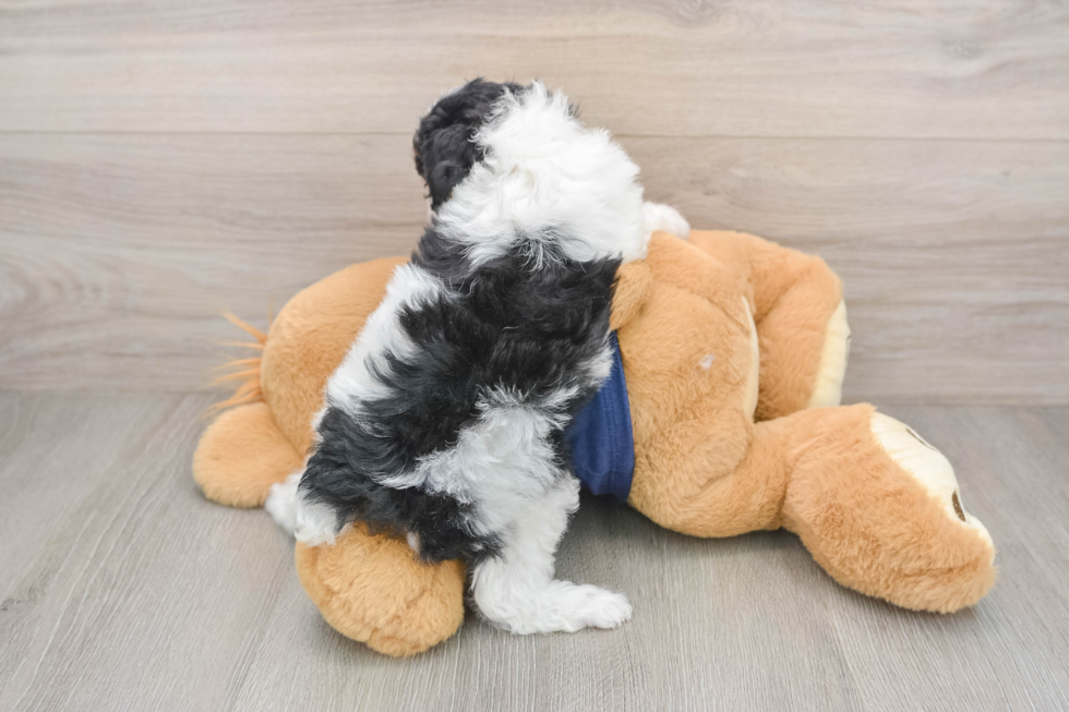 Smart Poodle Lolly: 4lb 5oz Purebred Puppy