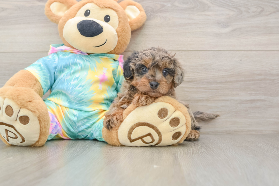 Petite Yorkie Poo Valhalla: 3lb 4oz Doodle Puppy